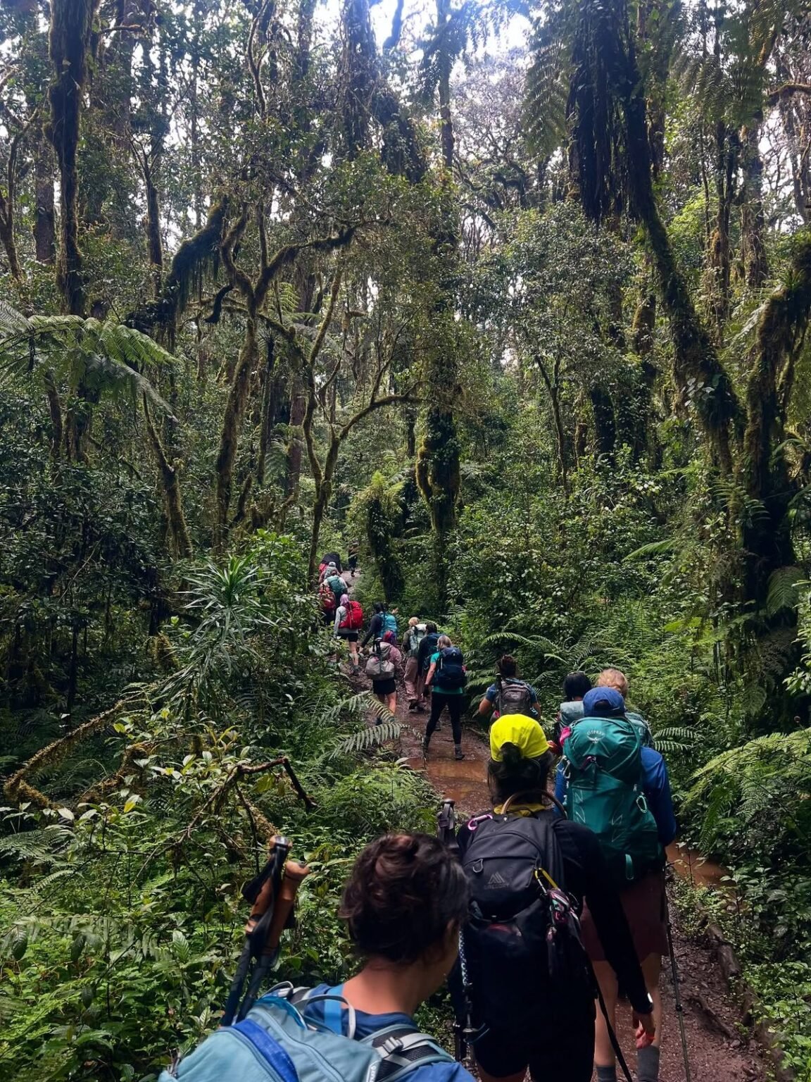 Kilimanjaro Day Hike (Mandara Hut Route) - Tanzania Footprints Adventures
